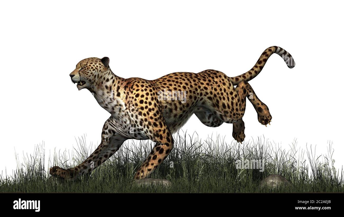 jumping cheetah on a grass area isolated on white background Stock ...