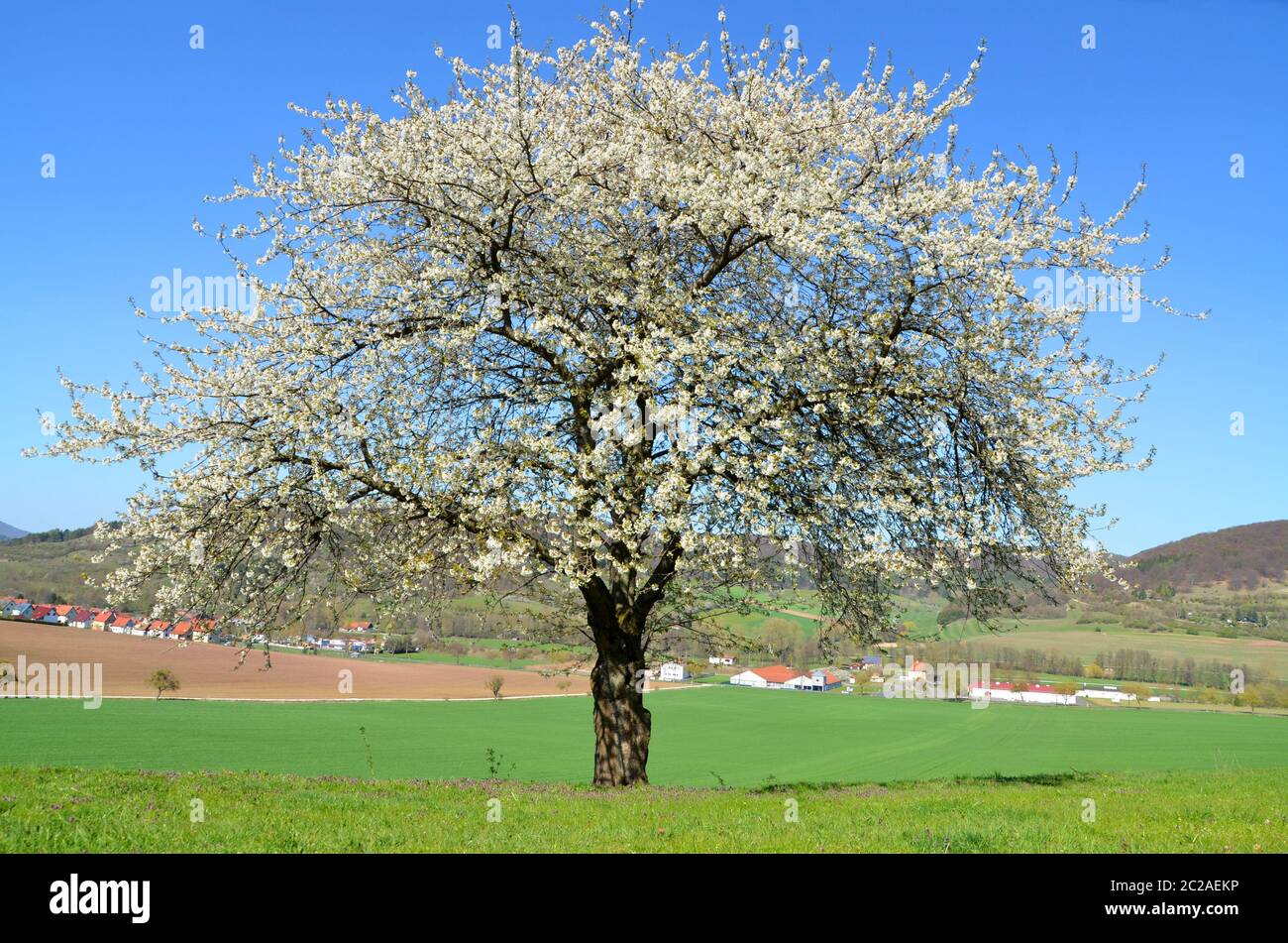 Blomming tree hi-res stock photography and images - Alamy