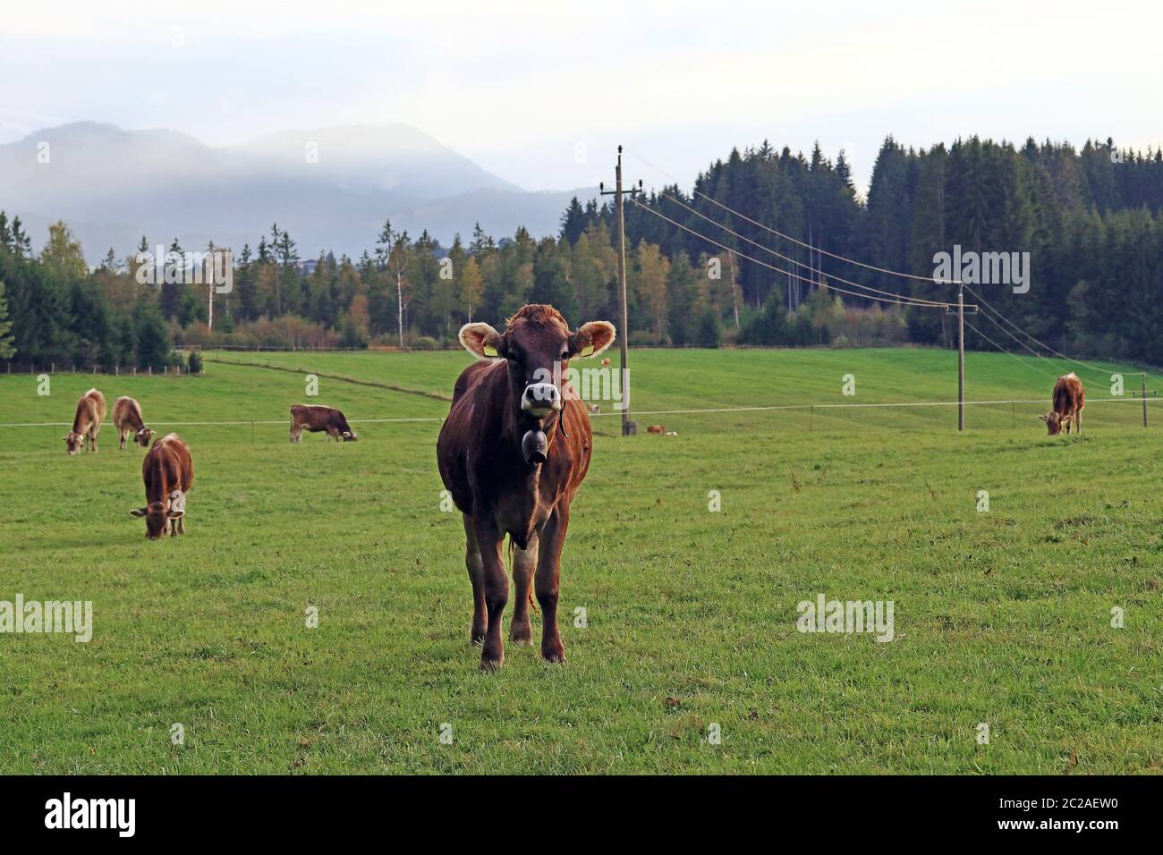 Brown cattle hi-res stock photography and images - Alamy