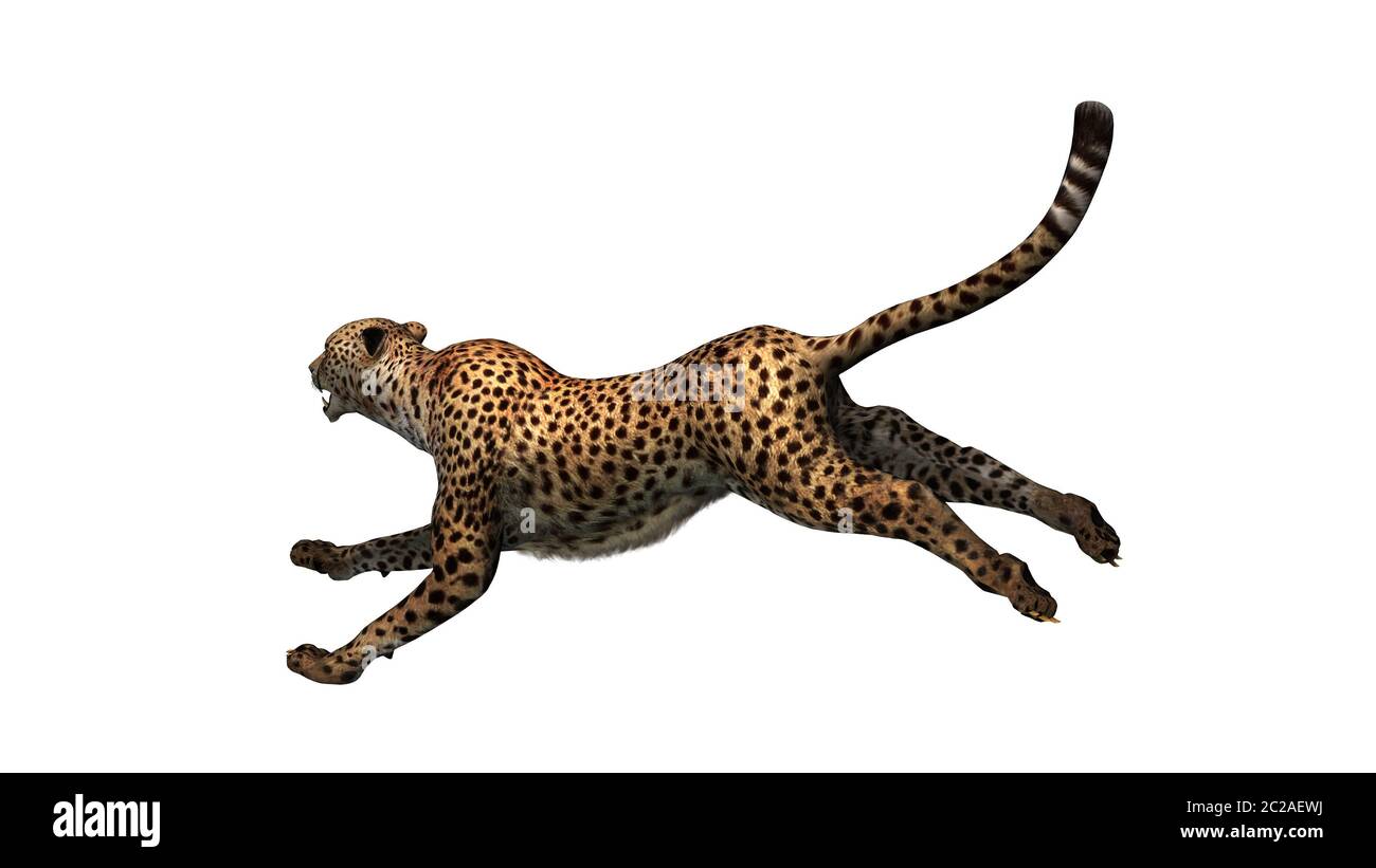 3D digital render of a jumping cheetah isolated on white background ...