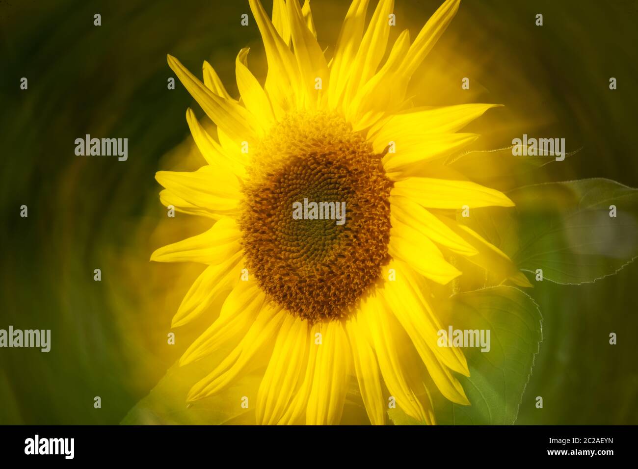 Sunflower with zoom effect hi-res stock photography and images - Alamy