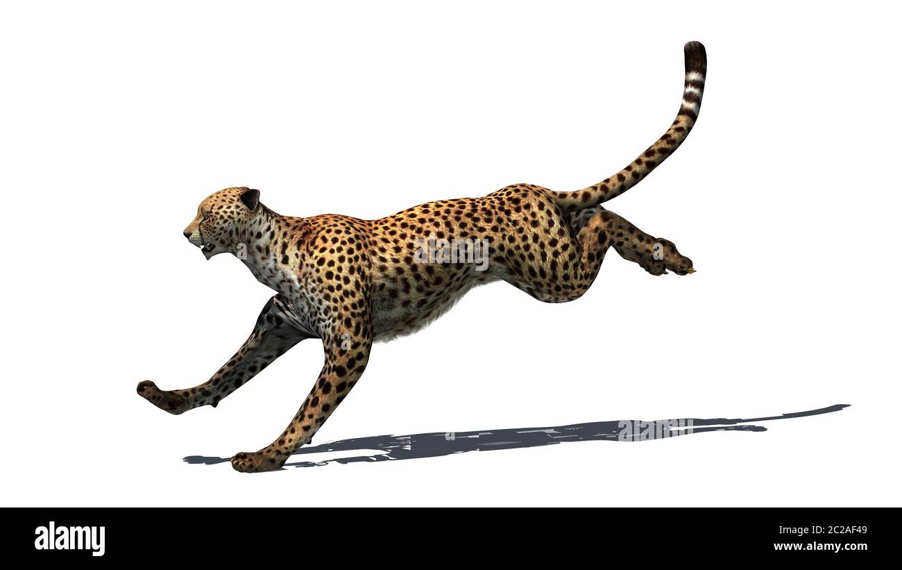 3D digital render of a jumping cheetah isolated on white background ...
