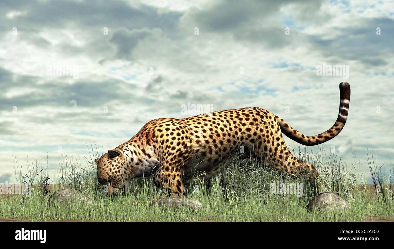 standing cheetah on a grass area in front on a sky background Stock ...