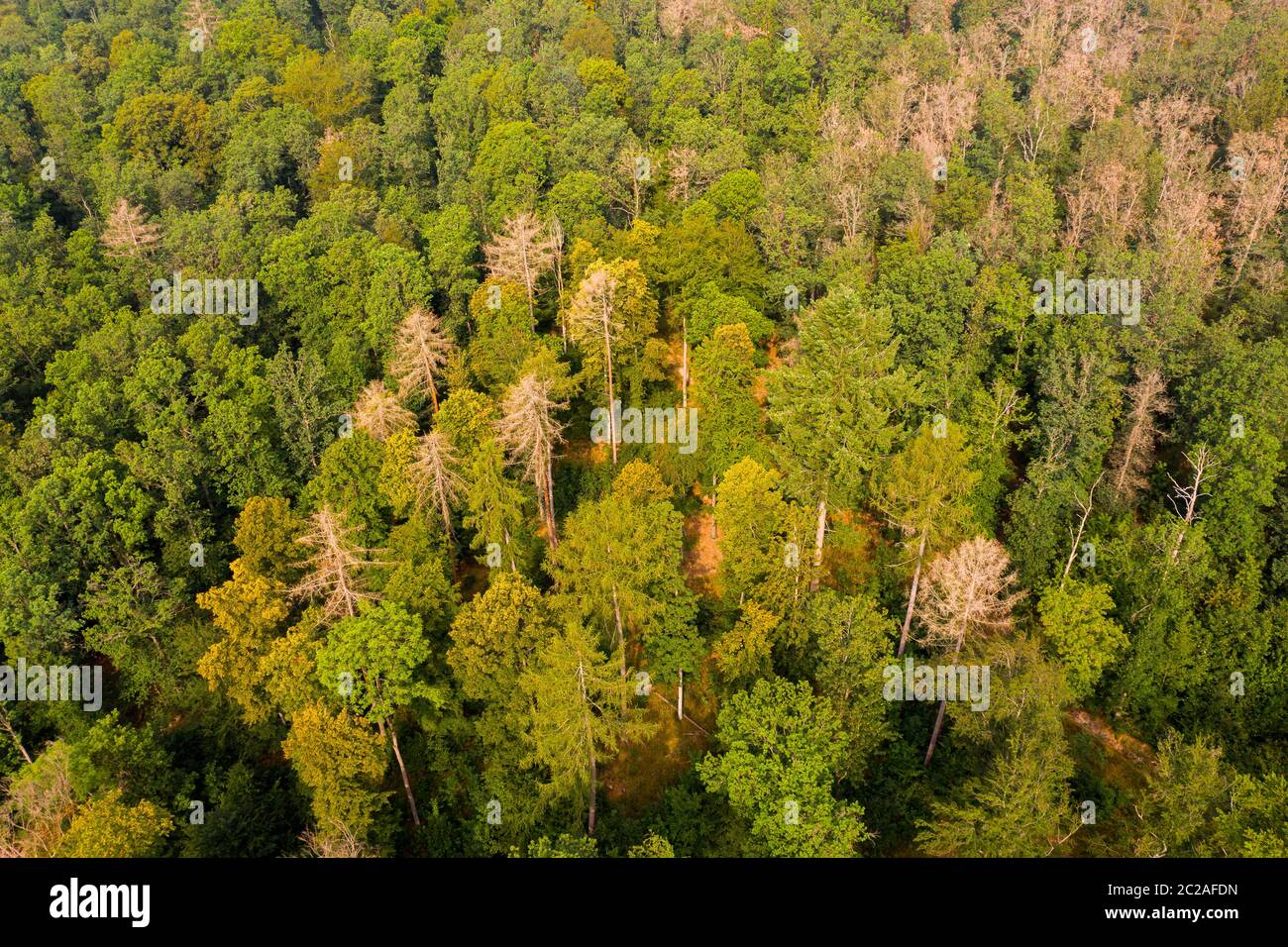 Climate Change in the Harz Dying Forest Stock Photo - Alamy