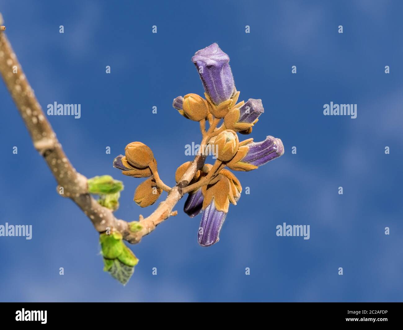 Spring planting hi-res stock photography and images - Alamy