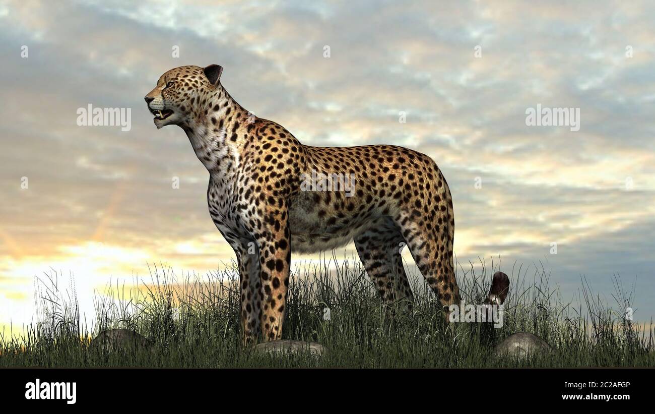 standing cheetah on a grass area in front on a sky background Stock ...