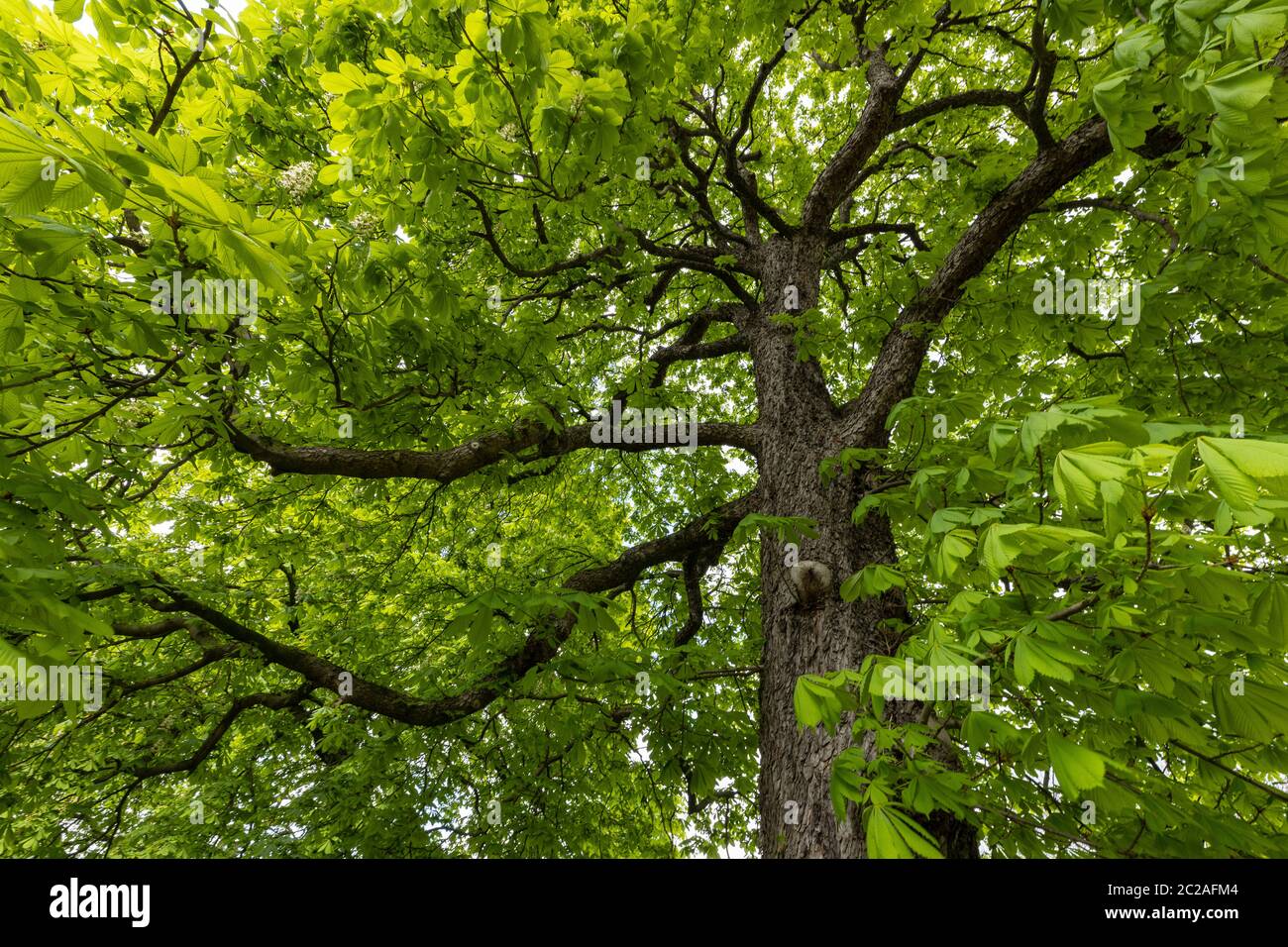 Flowering chestnut trees in spring Stock Photo - Alamy