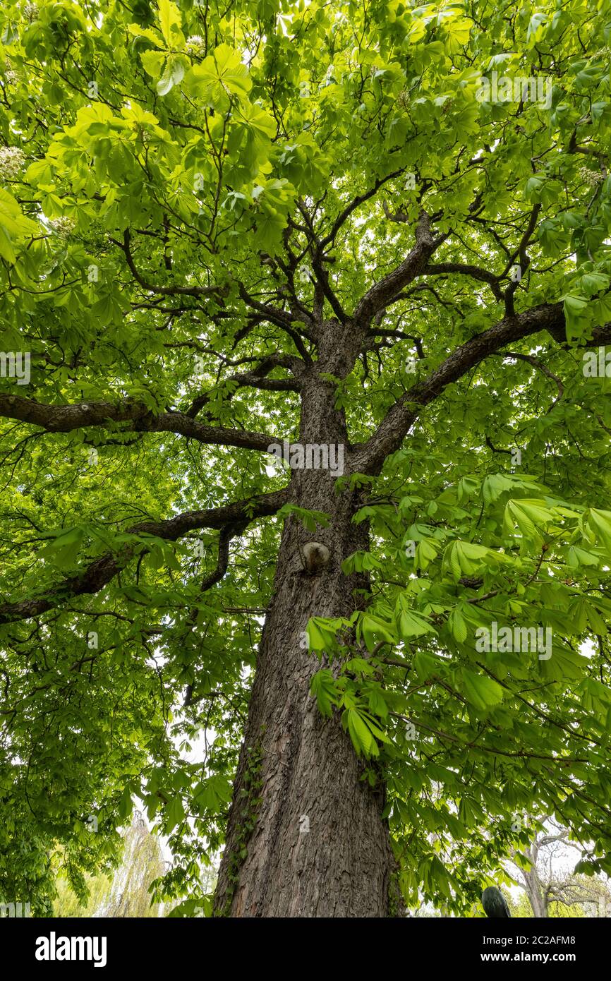Flowering chestnut trees in spring Stock Photo - Alamy