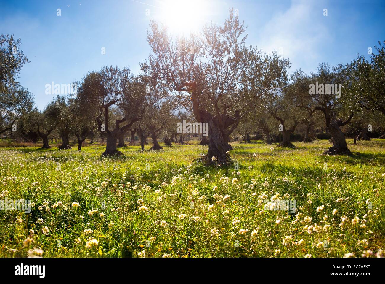 Wild olive trees on hi-res stock photography and images - Alamy