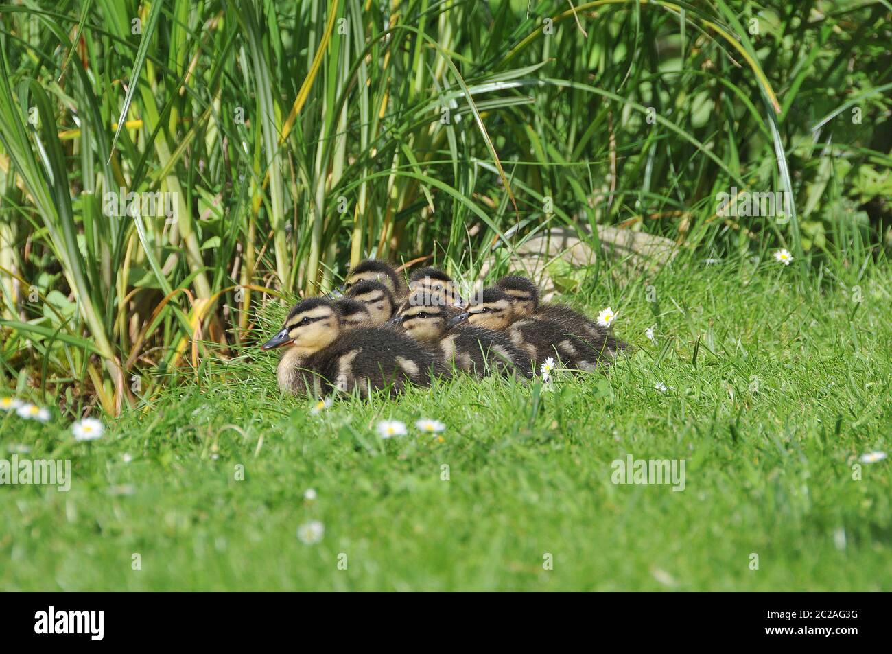 Eight little ducks Stock Photo - Alamy