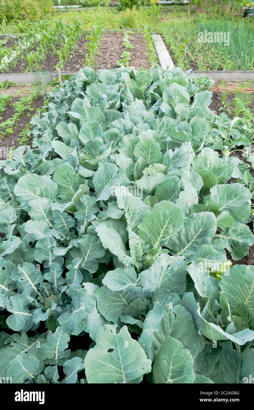 Vegetable garden bed growing broccoli hi-res stock photography and ...