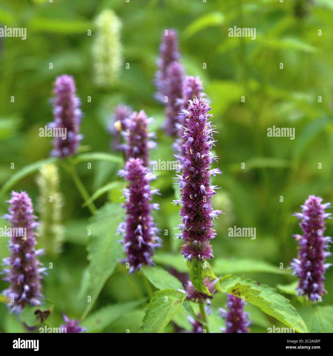Purple fennel. Beautiful flowering perennial herbaceous plant Agastache ...