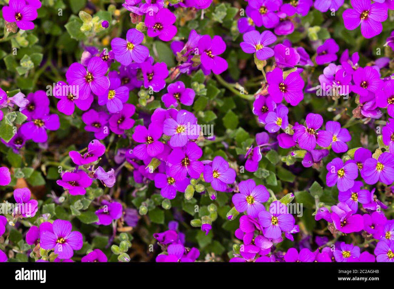 Carpet of blossom hi-res stock photography and images - Alamy