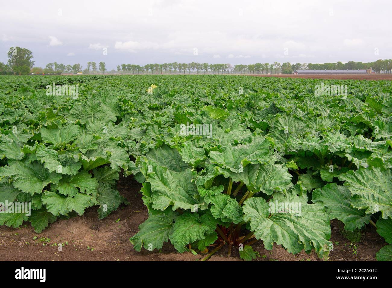 Rhubarb plants hi-res stock photography and images - Alamy