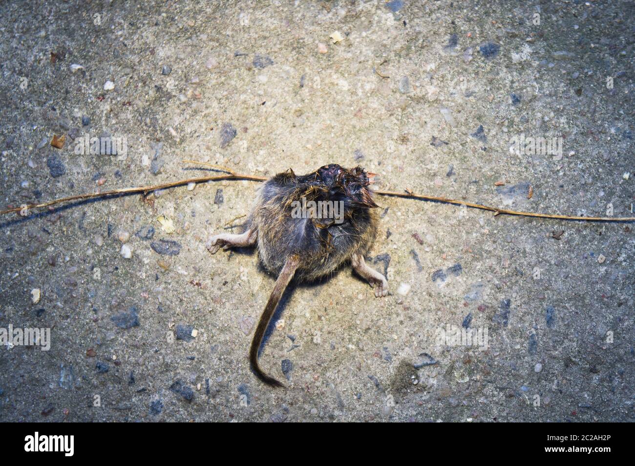 The back half of Common Vole cat´s prey on the cement floor. (CTK Photo ...