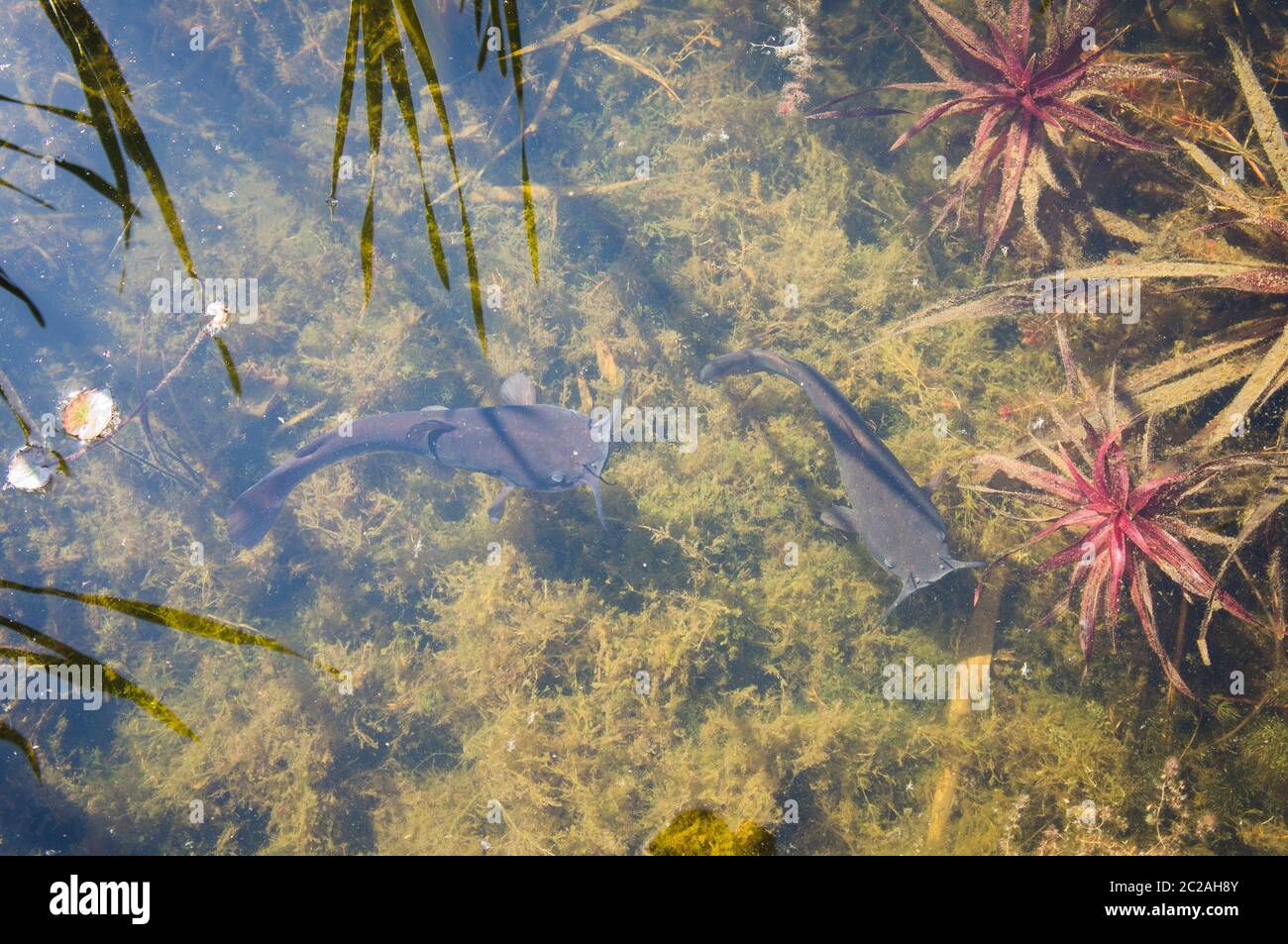 The Brown Catfish, Ameiurus nebulosus, in a basin in Dendrological ...
