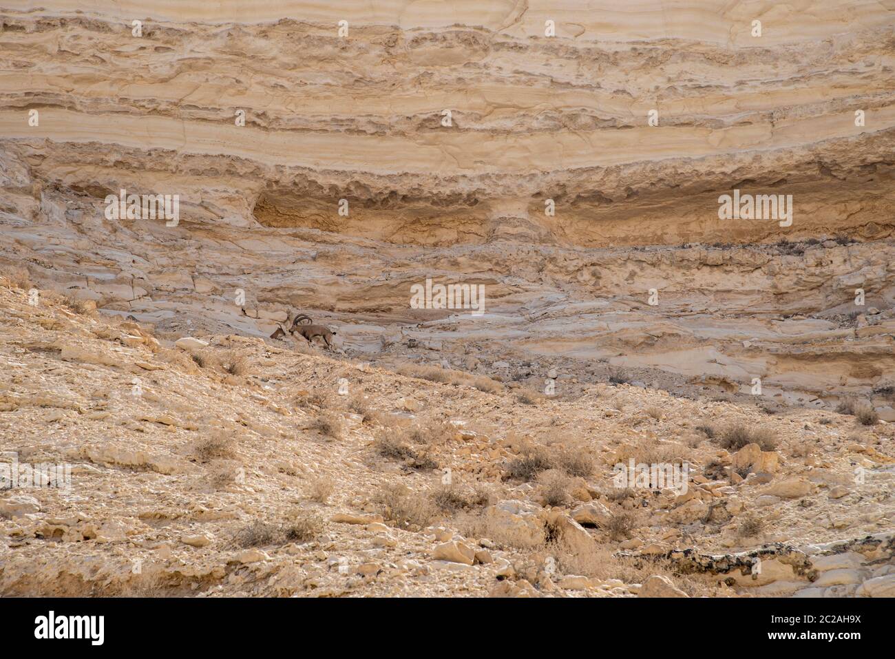 Israel Negev Desert Sede Boker. Great view of the Nakhal Tsin rift. Beautiful mountains with ...