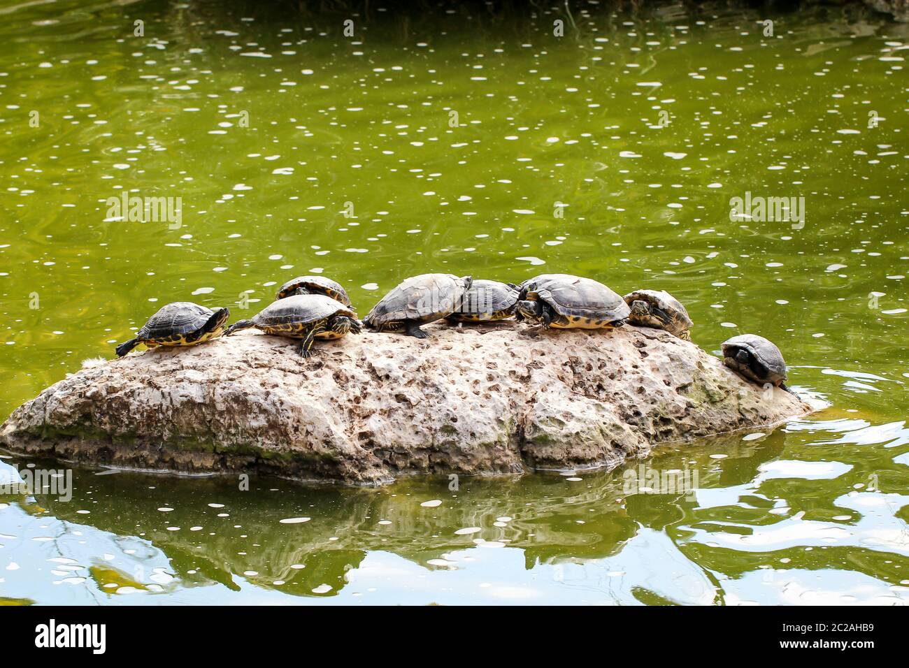 close up, details of turtle, turtles Stock Photo - Alamy