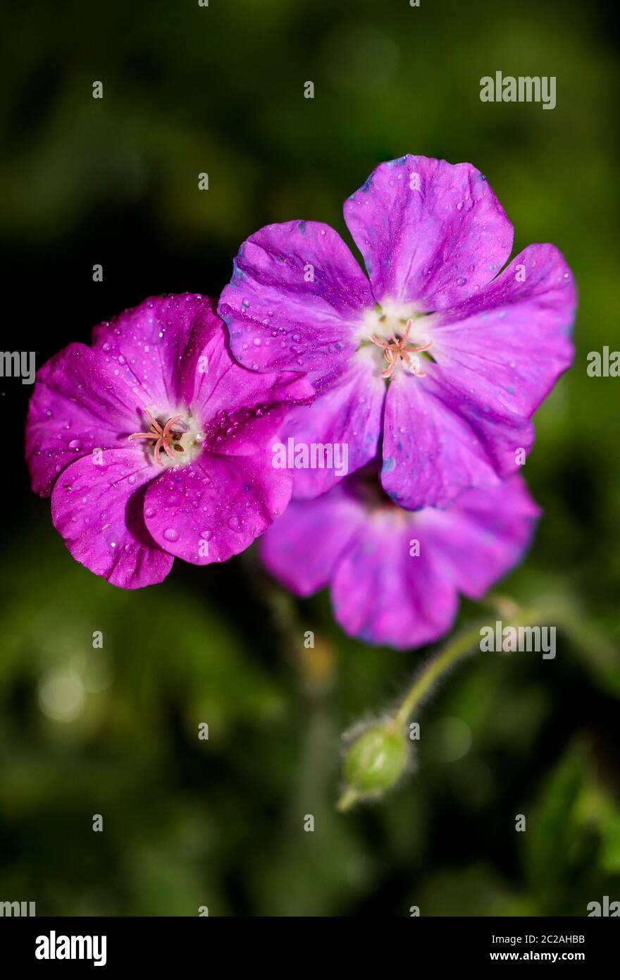 Marco flower hi-res stock photography and images - Alamy