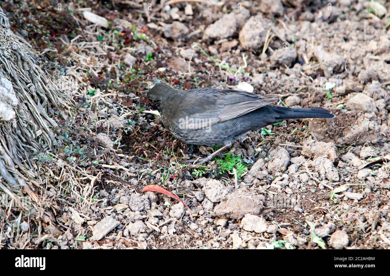 Bird bottom hi-res stock photography and images - Alamy