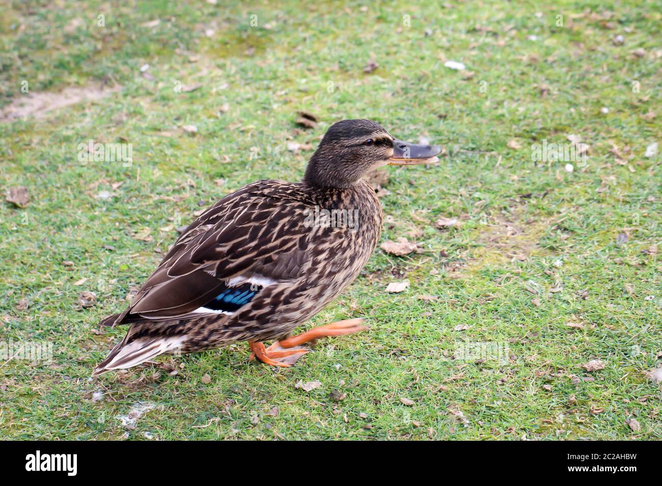 Waterfowl baby mallards hi-res stock photography and images - Alamy