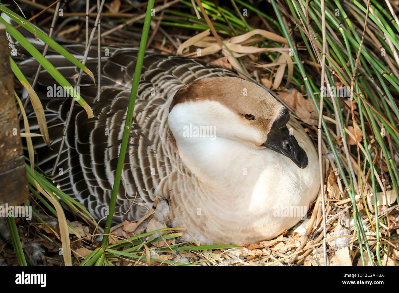 a tufted goose hatches its eggs in the nest Stock Photo - Alamy