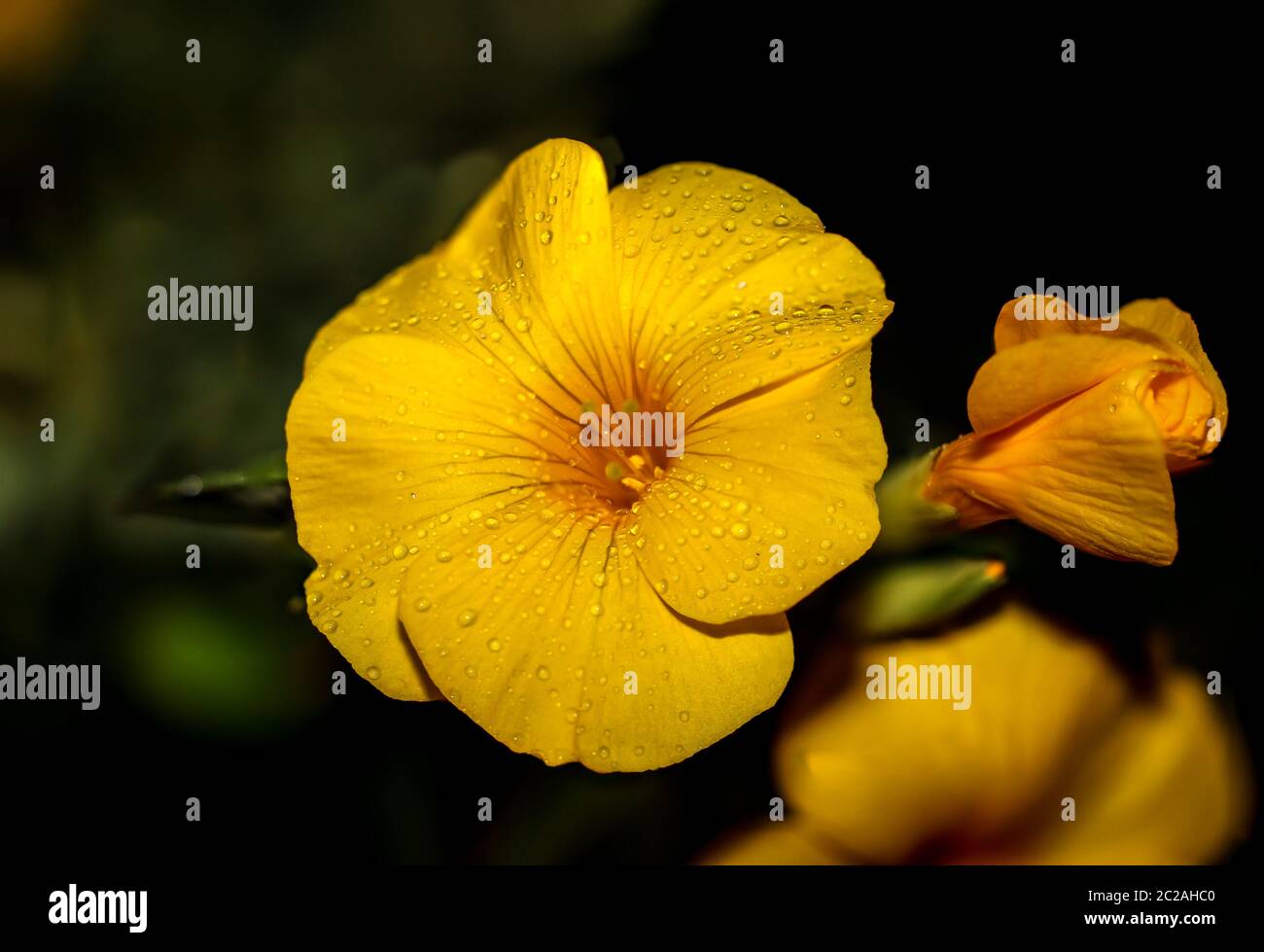 Marco flower hi-res stock photography and images - Alamy