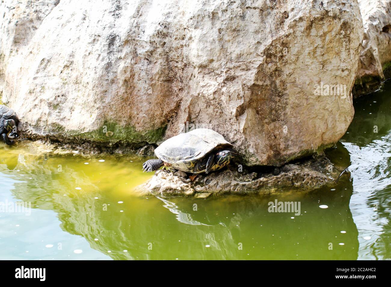 close up, details of turtle, turtles Stock Photo - Alamy