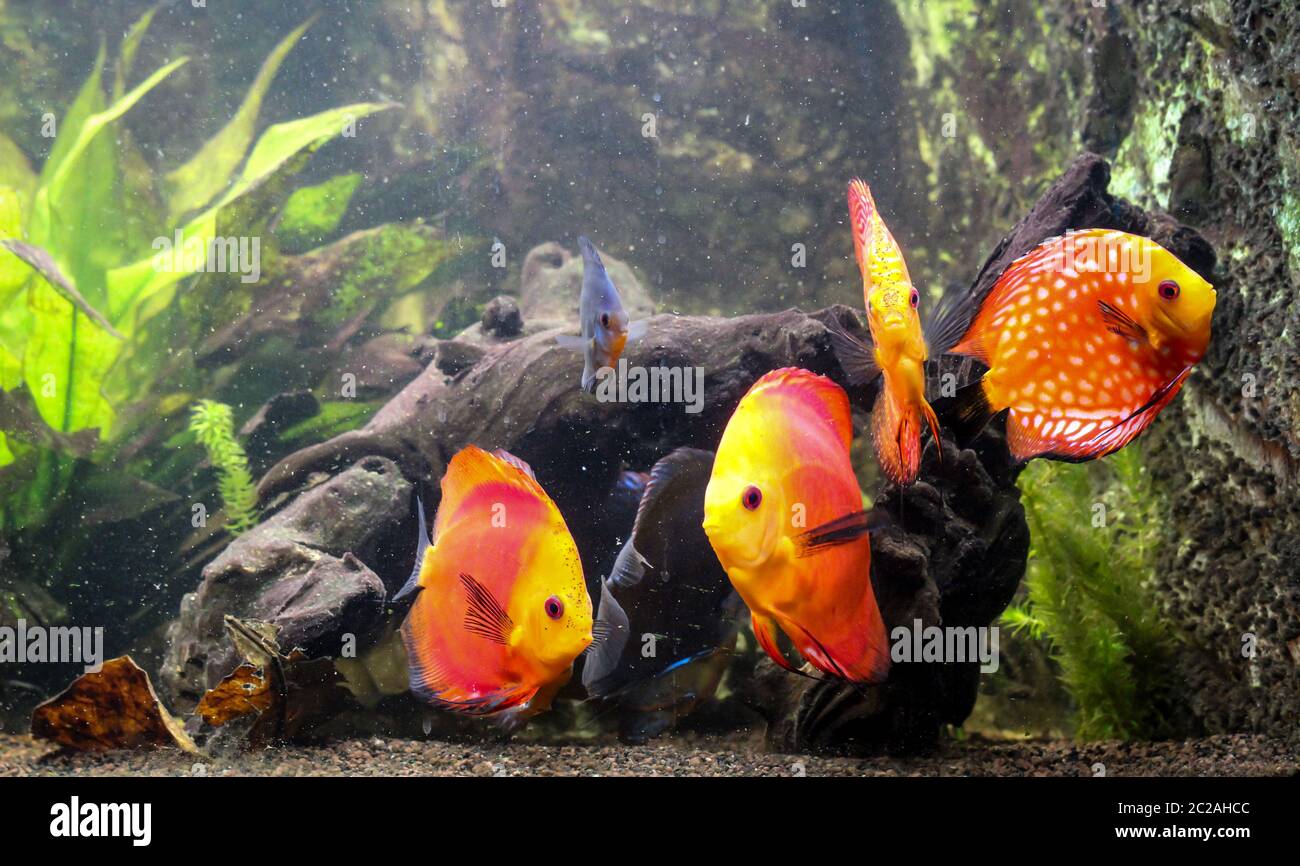 Colorful discus fish in the aquarium Stock Photo - Alamy