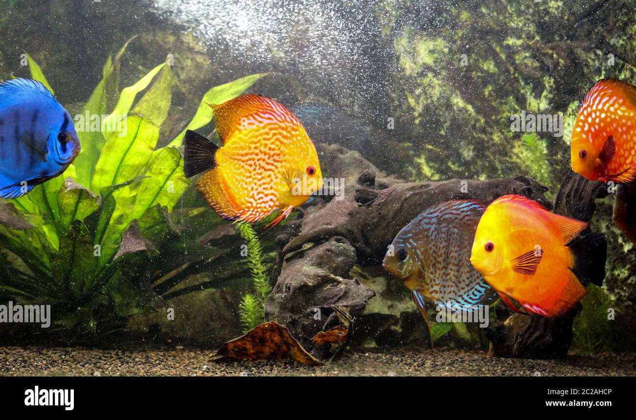 Colorful discus fish in the aquarium Stock Photo - Alamy