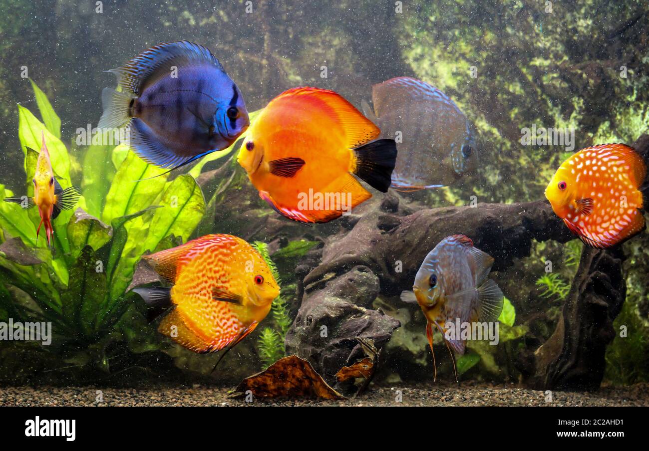 Colorful discus fish in the aquarium Stock Photo - Alamy