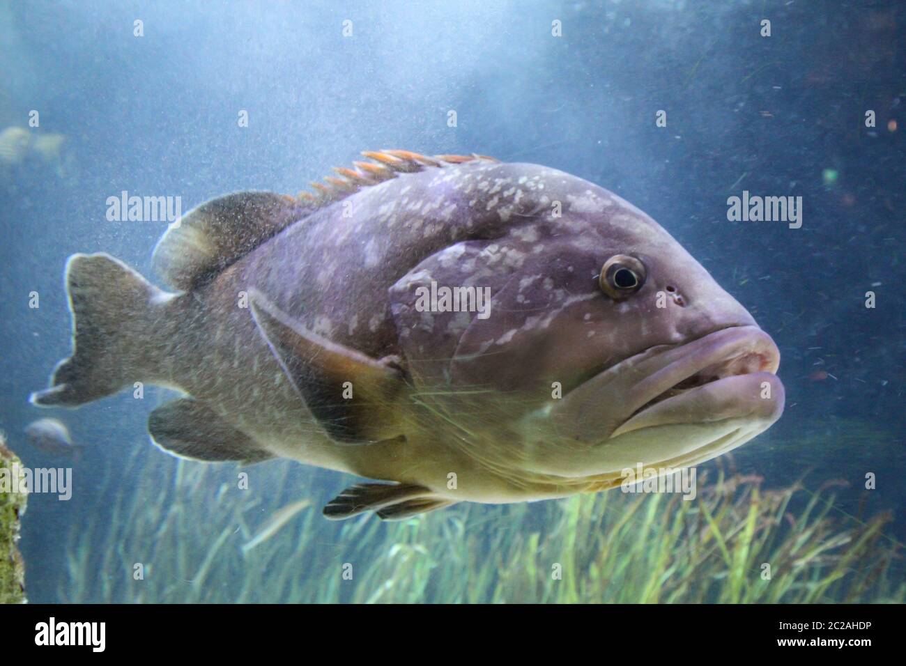 Caribbean reef fish hi-res stock photography and images - Alamy