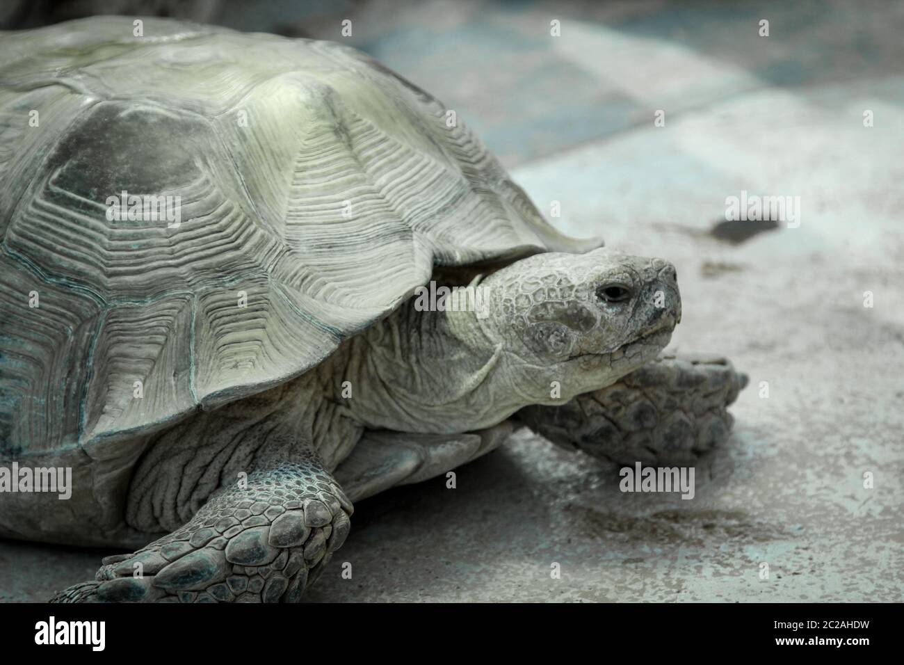 Turtle animal shell hi-res stock photography and images - Alamy