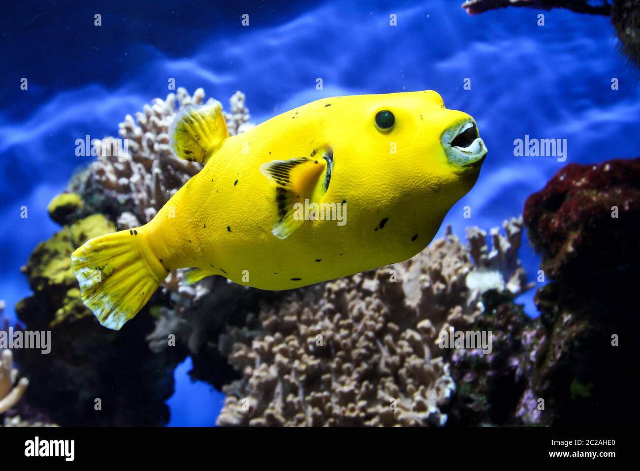 Reef fish bonaire hi-res stock photography and images - Alamy