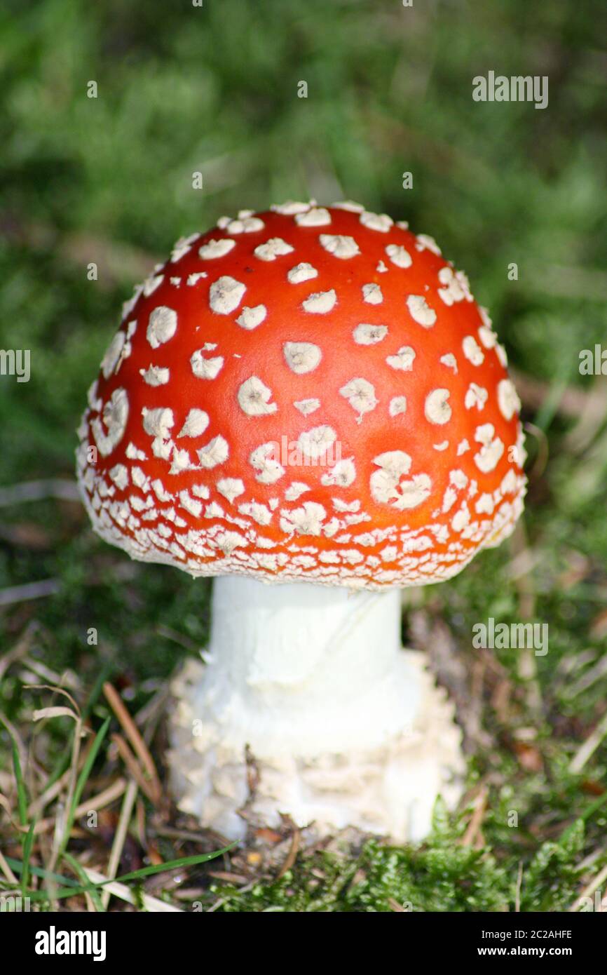 Flying devil mushroom time hi-res stock photography and images - Alamy