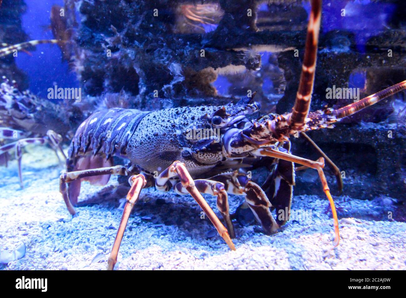 Lobster fish hi-res stock photography and images - Alamy