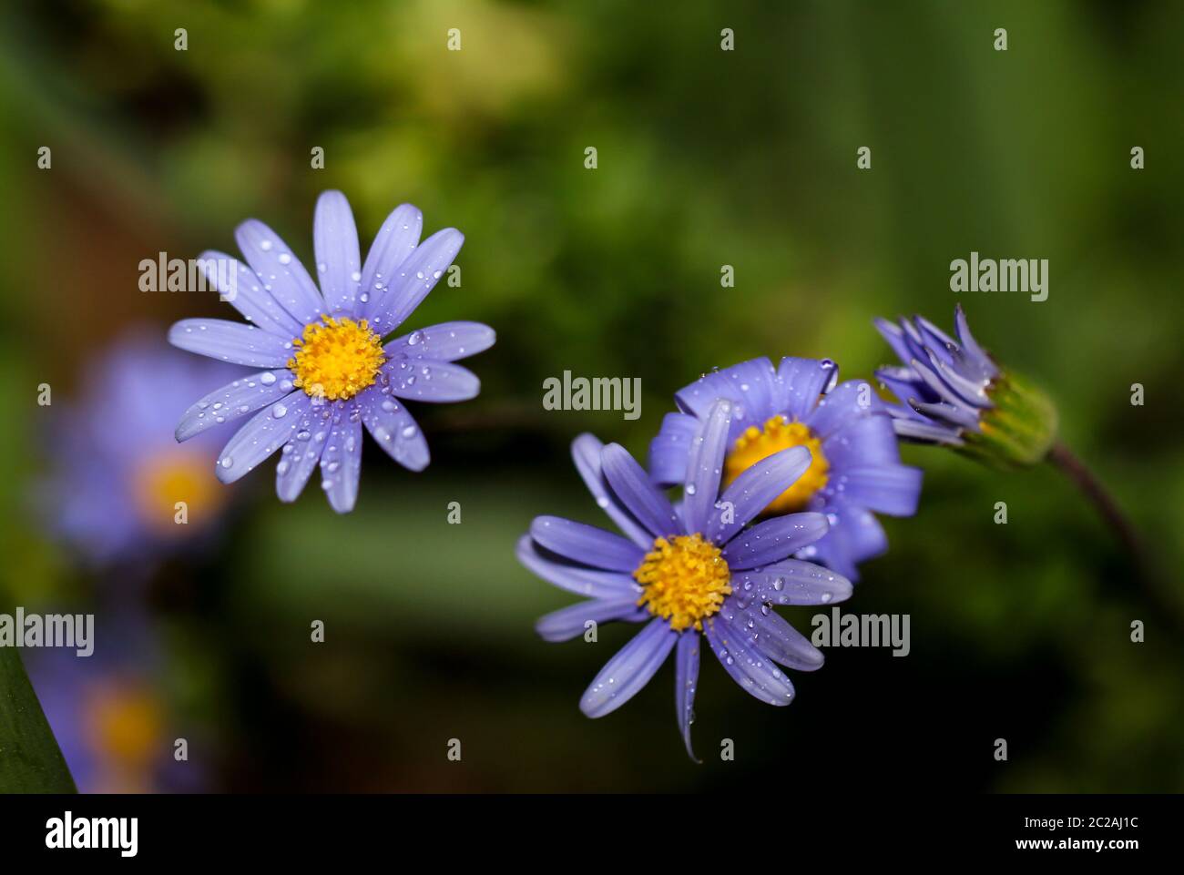 Blossoms, Marco a flower Stock Photo - Alamy