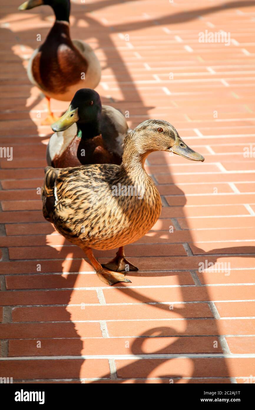 Waterfowl baby mallards hi-res stock photography and images - Alamy