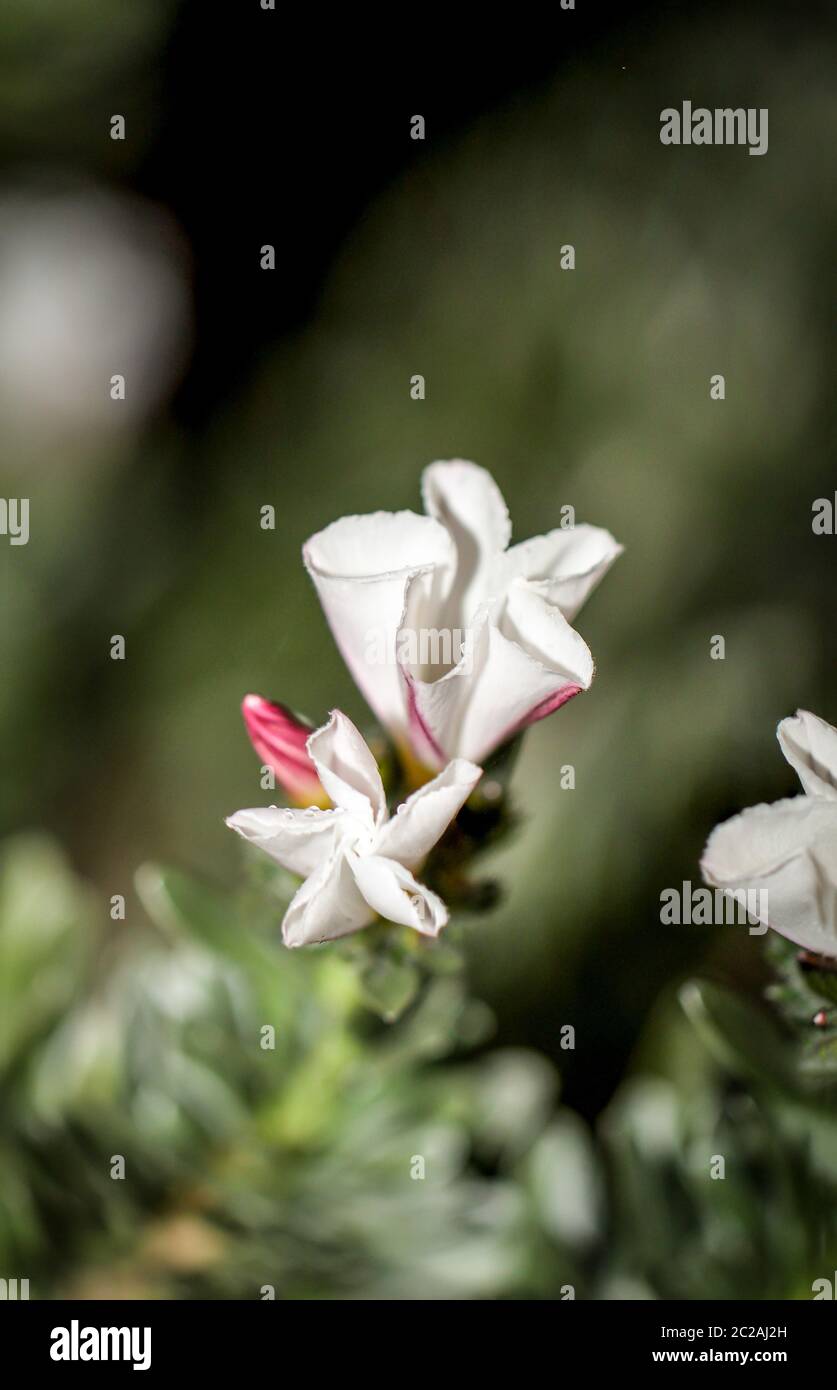 Marco flower hi-res stock photography and images - Alamy
