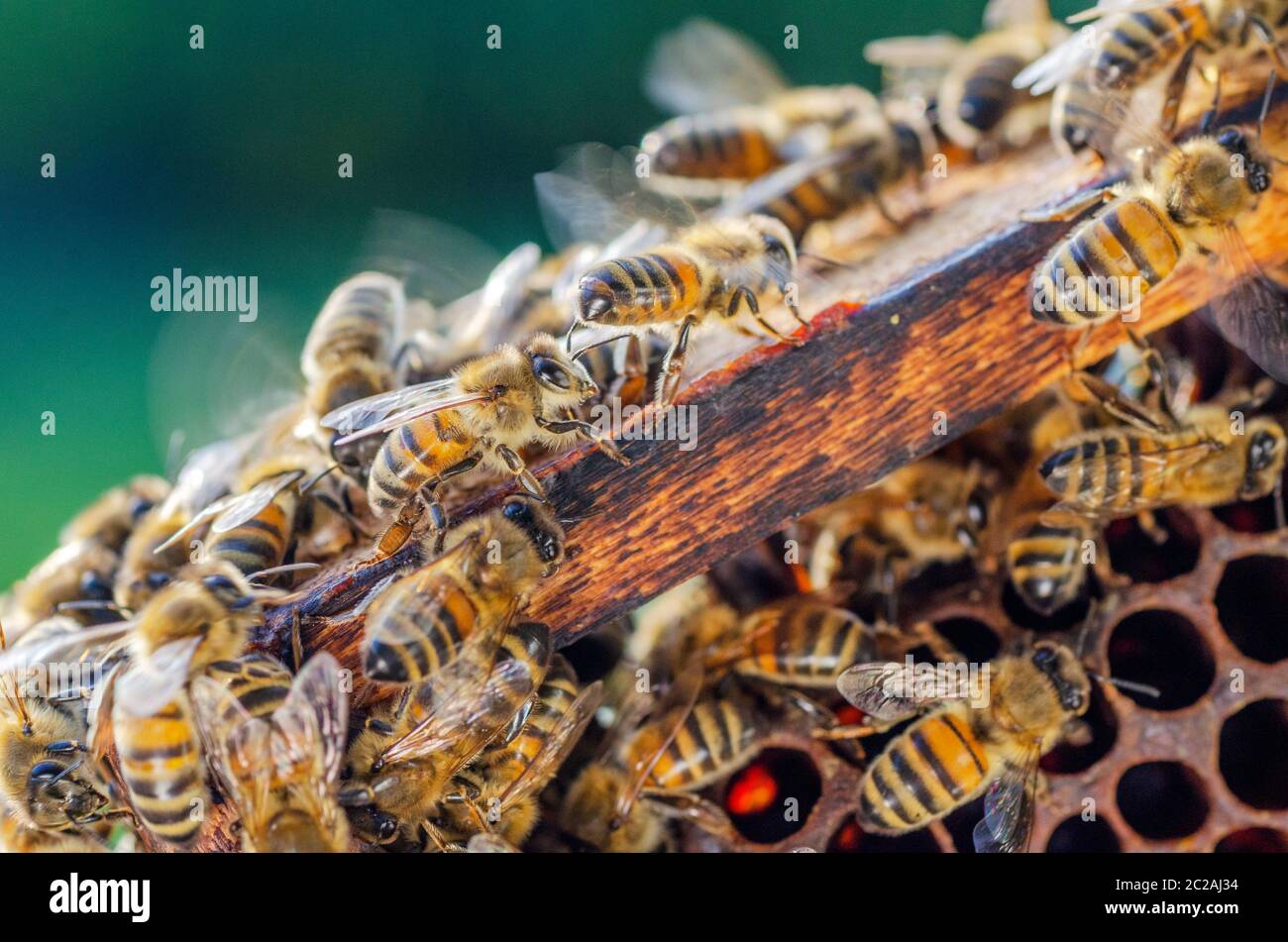 honey bees on honeycomb in apiary in late summertime Stock Photo - Alamy