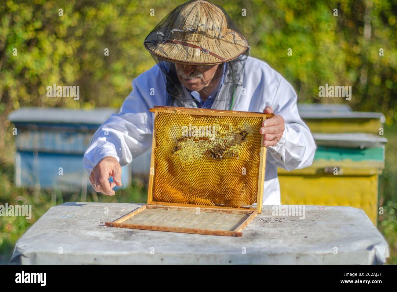 senior apiarist making inspection in apiary in the summertime Stock ...