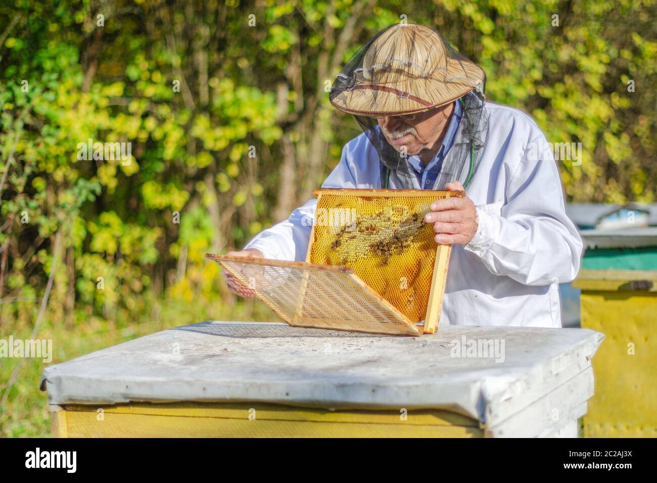 senior apiarist making inspection in apiary in the summertime Stock ...