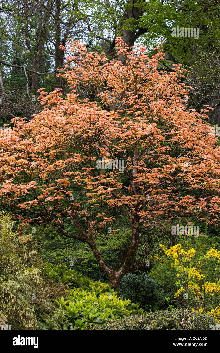The intense golden colour of the leaves of a Maple tree Acer Stock ...