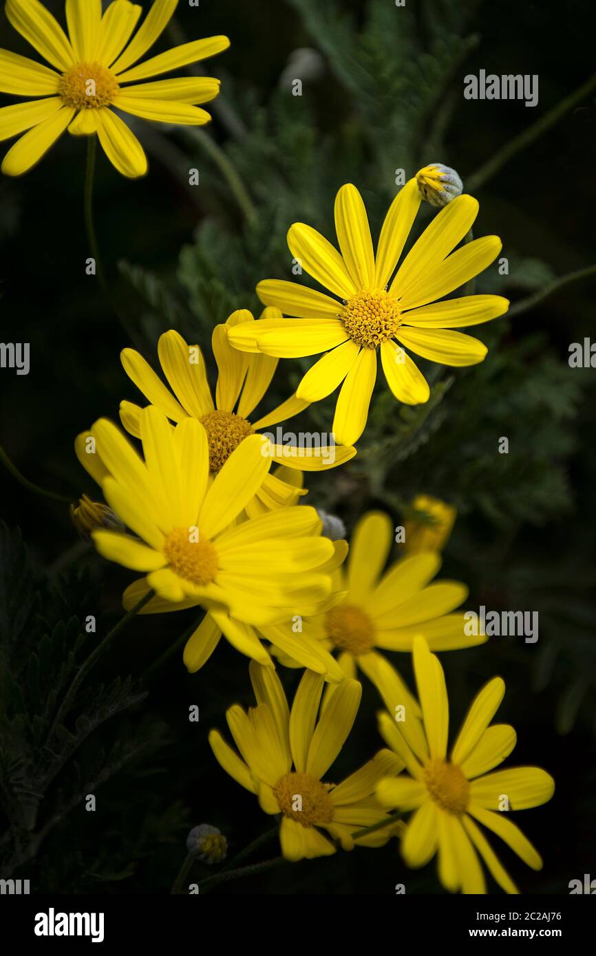 Euryops chrysanthemoides African Bush Daisy flowers Stock Photo - Alamy