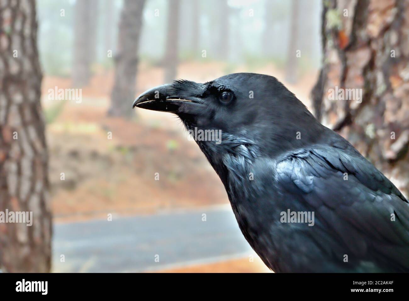A large jackdaw a raven bird in the side profile on the Los Muchachos ...