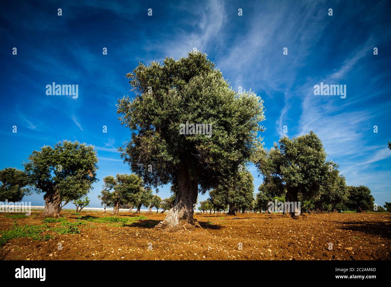 Olive grove in Itria Valley, Apulia region Stock Photo - Alamy