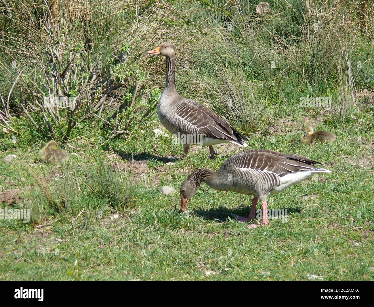 Goose chicken hi-res stock photography and images - Alamy