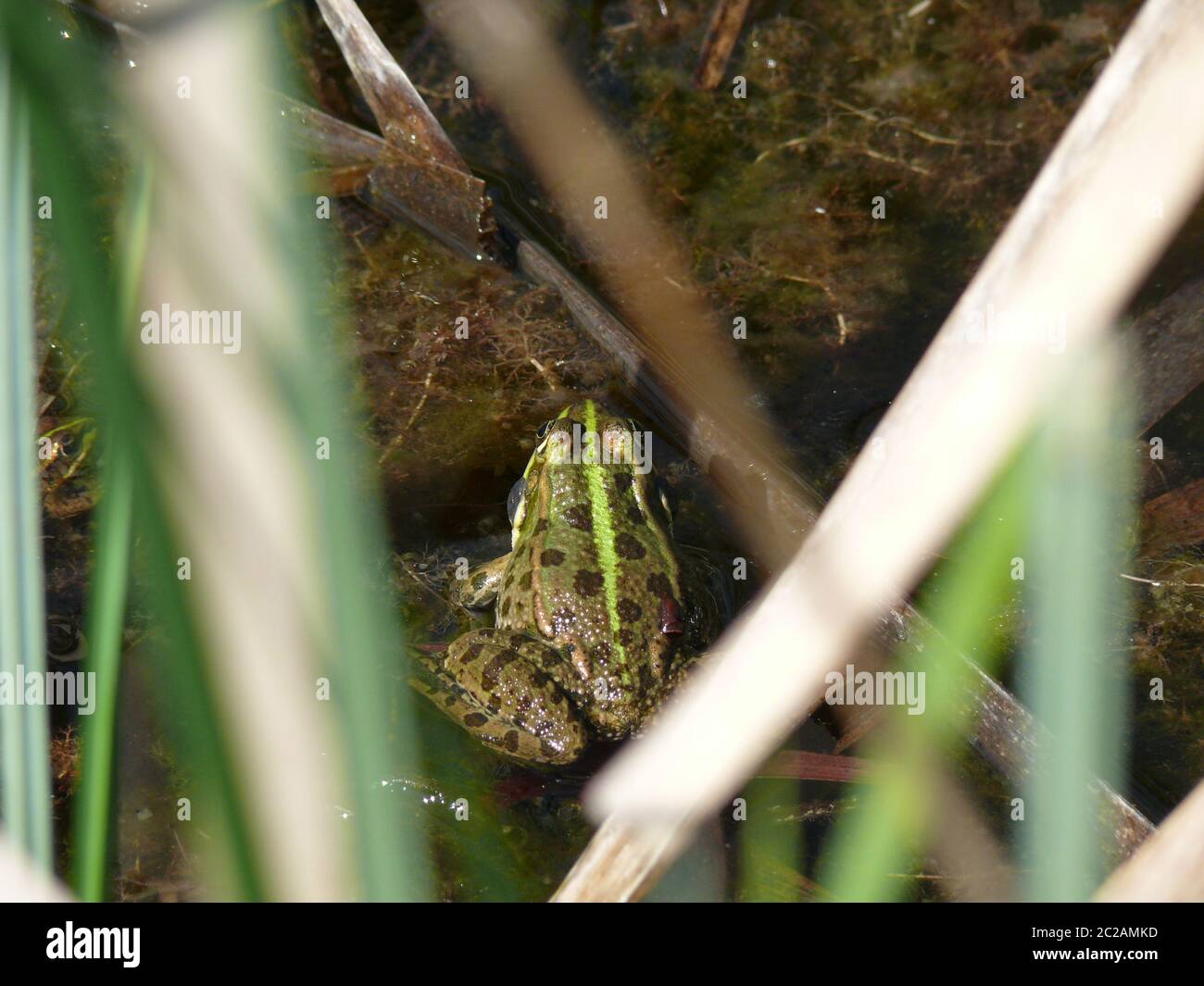 Frog and pond plants hi-res stock photography and images - Alamy