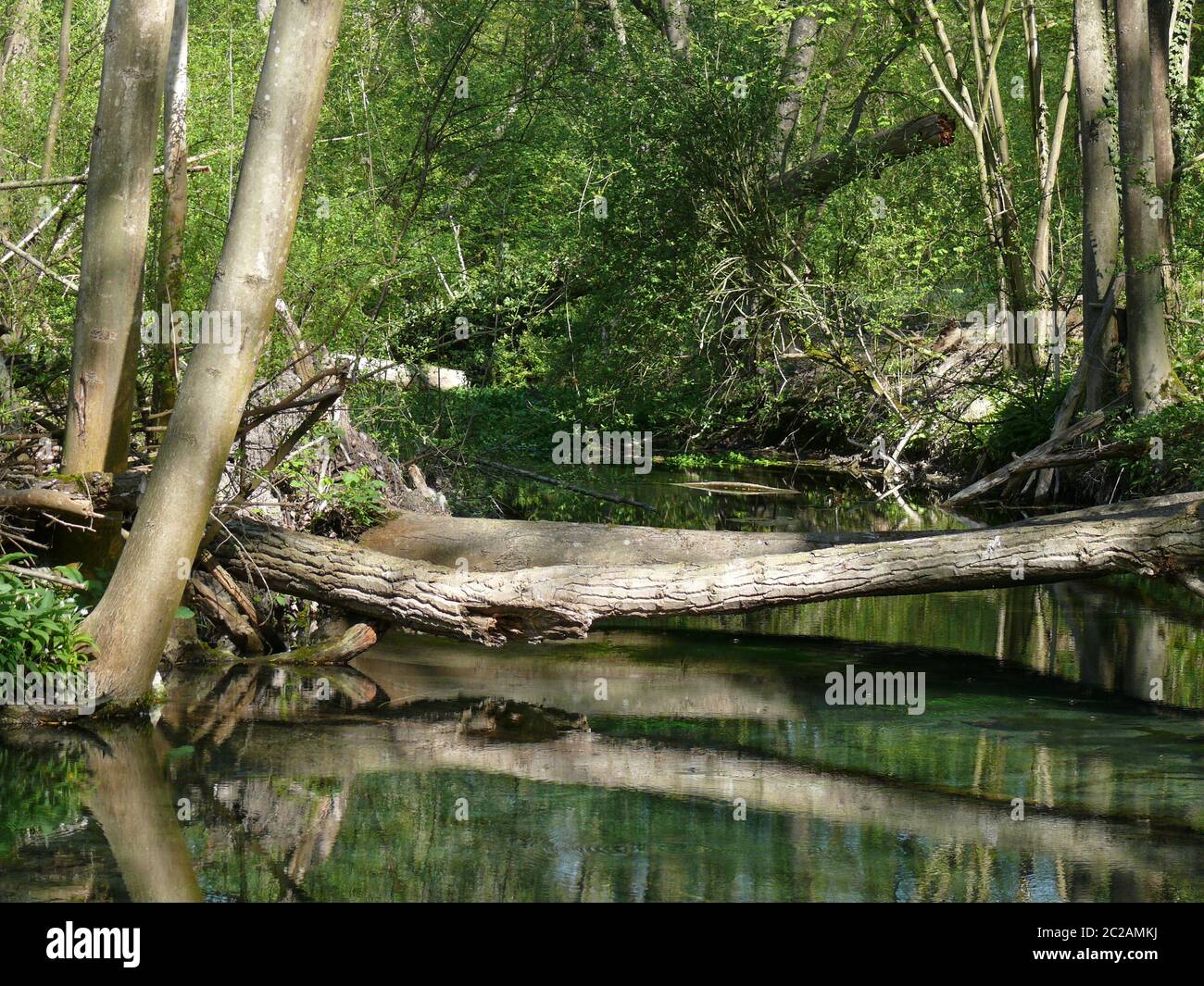 Fallen trees hi-res stock photography and images - Alamy