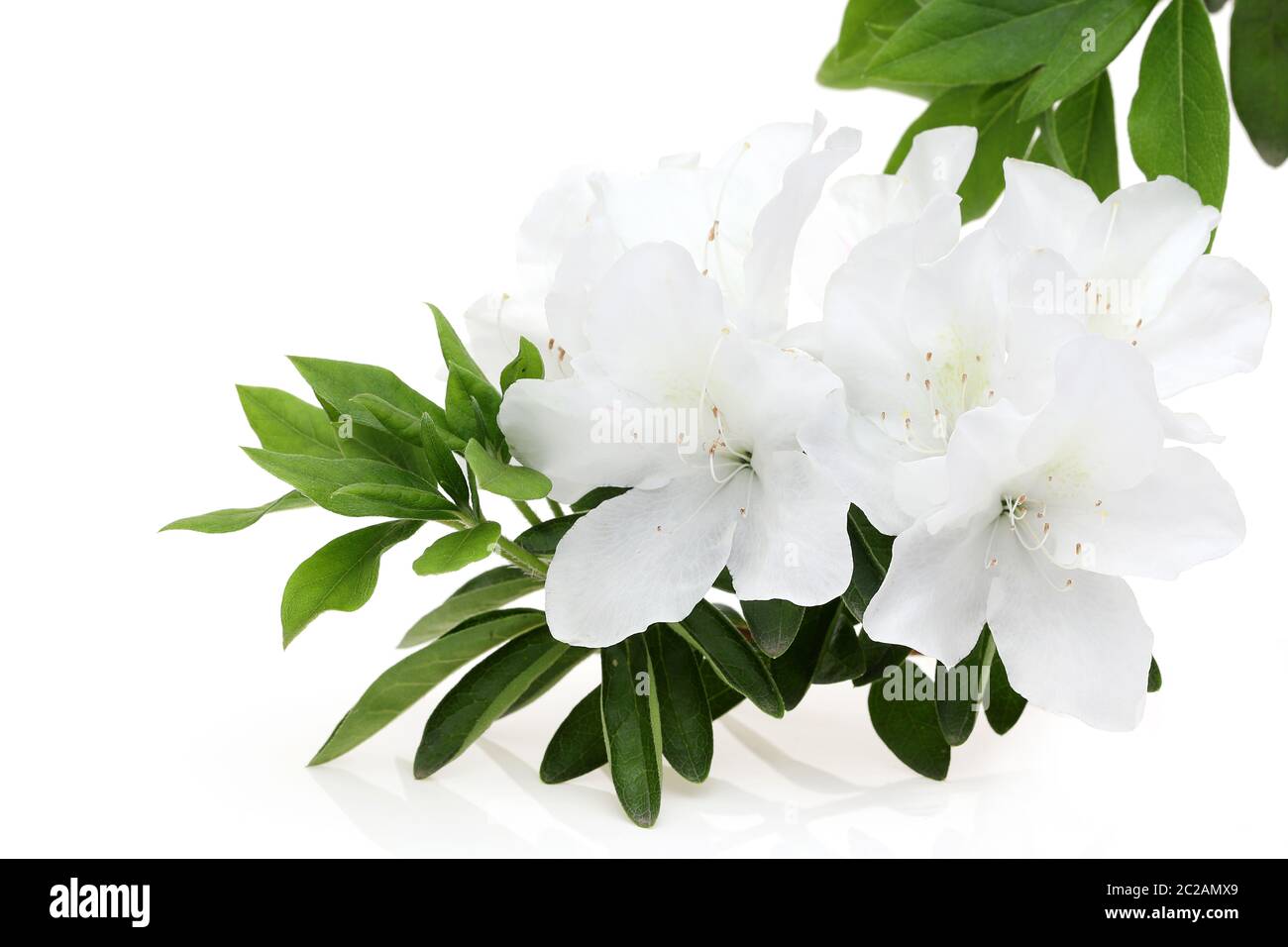 photo of a blooming white azalea flower isolated on white background ...